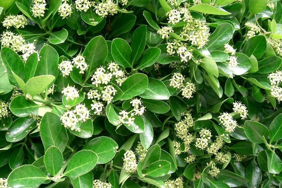 The best Japanese indoor plants for everyone | Plantsaholic