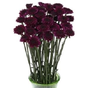 Pom Pom Plants and their Irresistible Charm | Plantsaholic