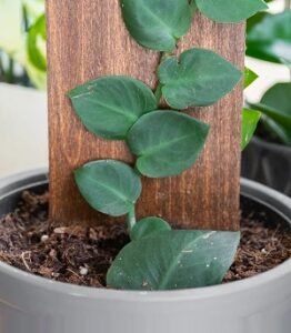 The fascinating nature of shingling plants | Plantsaholic
