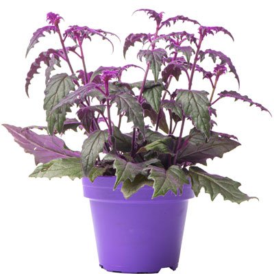 Exploring the Diversity of Indoor Purple Leaf Plants | Plantsaholic